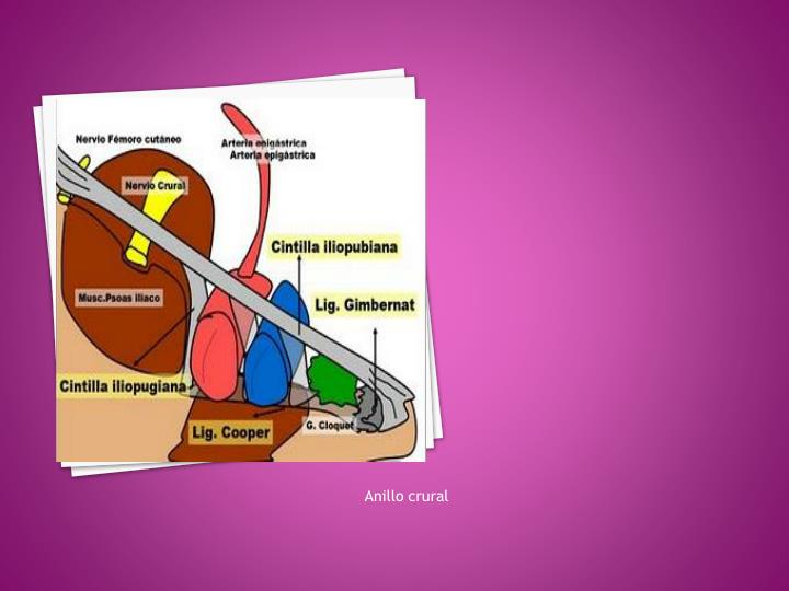 PPT - Pared abdominal y canal inguinal PowerPoint Presentation - ID:2188472