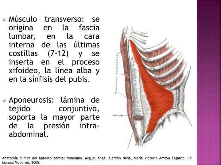 PPT - Pared abdominal y canal inguinal PowerPoint Presentation - ID:2188472