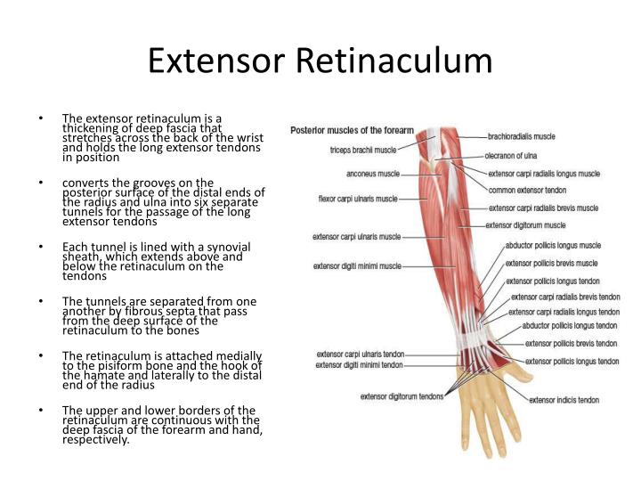 PPT - The Forearm 2 PowerPoint Presentation - ID:2188503