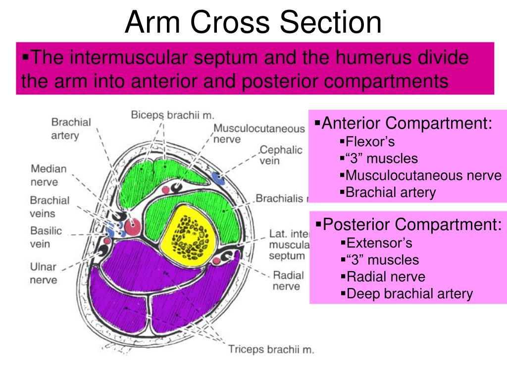 PPT Upper Limb PowerPoint Presentation Free Download ID 2188504