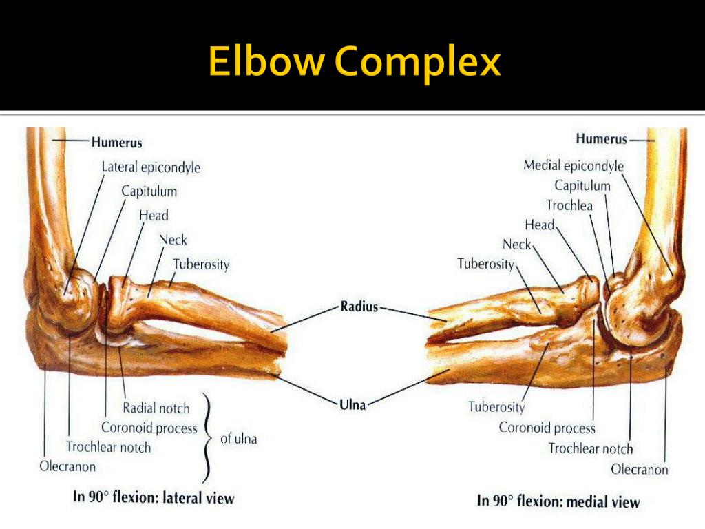Structure Of Elbow Joint