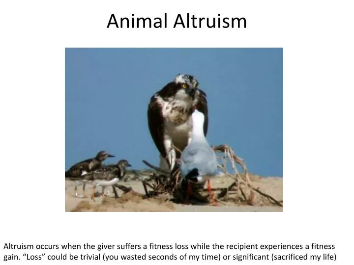 PPT - Animal Altruism PowerPoint Presentation, free download - ID:2188873