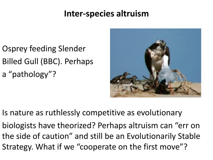 PPT - Animal Altruism PowerPoint Presentation - ID:2188873