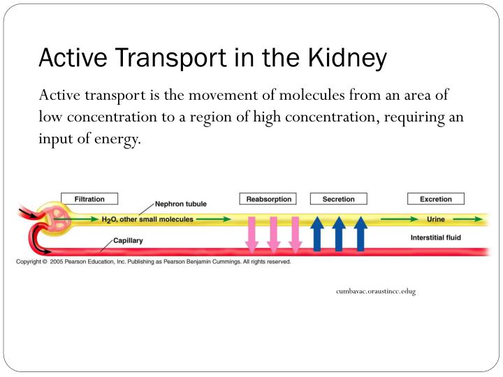 PPT - Maintaining a Balance Topic 16: The Kidneys PowerPoint ...