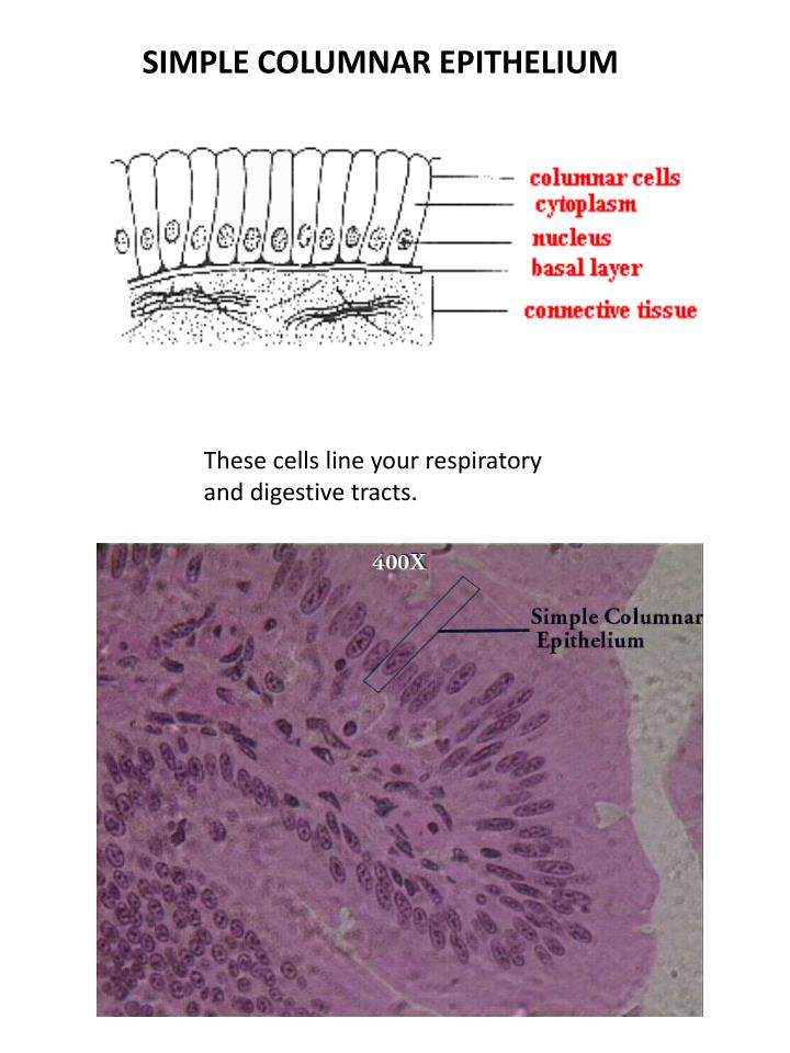 PPT - Tissue divided into four subtypes Epithelial tissue: covers and ...