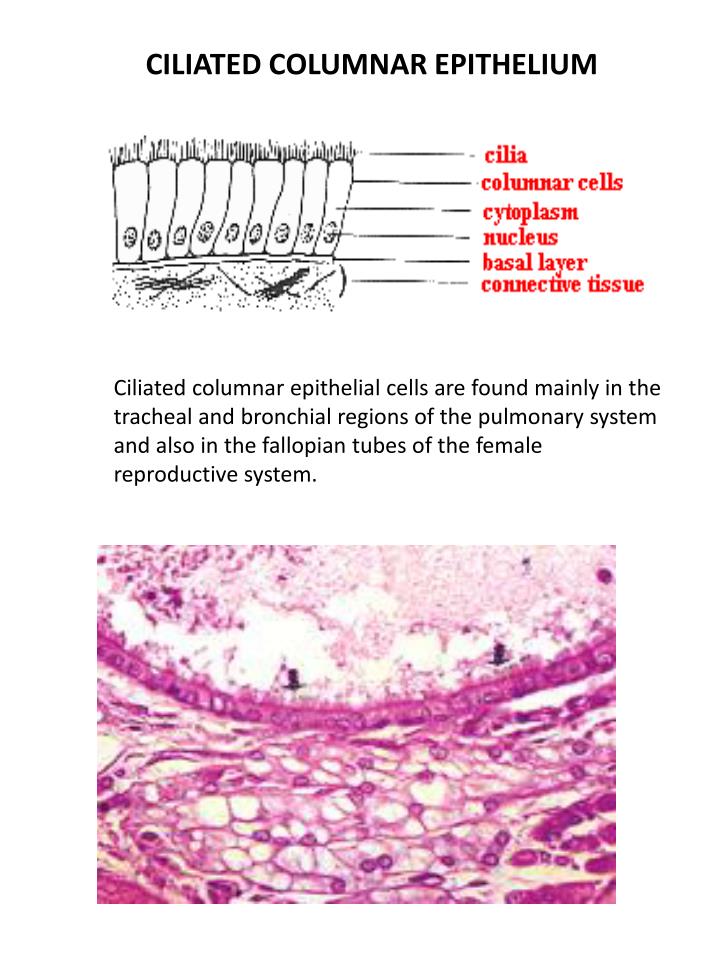 PPT - Tissue divided into four subtypes Epithelial tissue: covers and ...