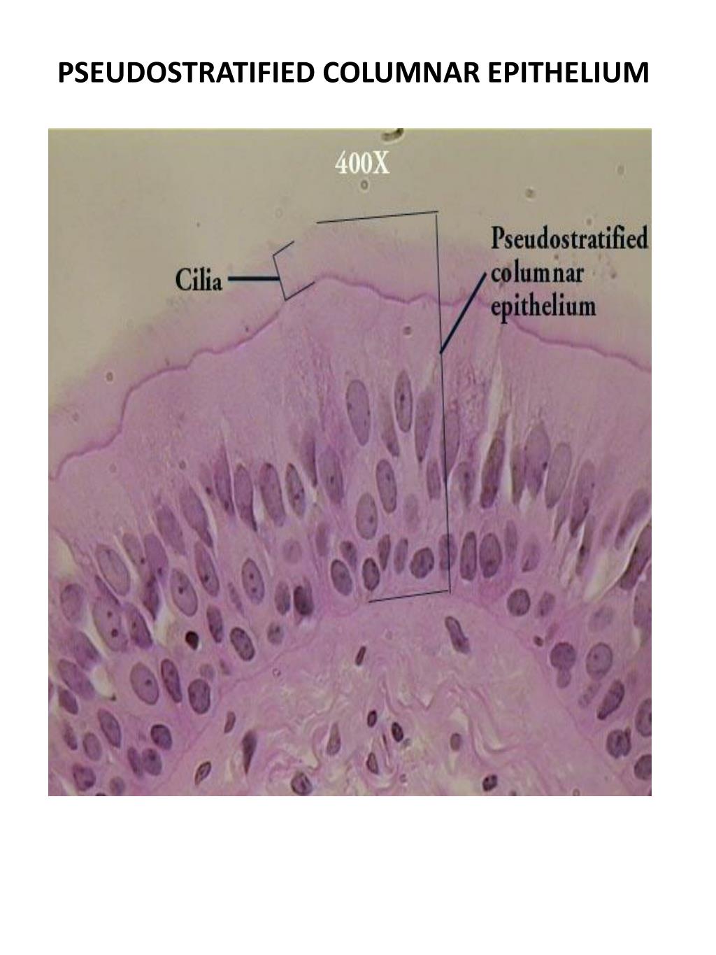 PPT - Tissue divided into four subtypes Epithelial tissue: covers and ...