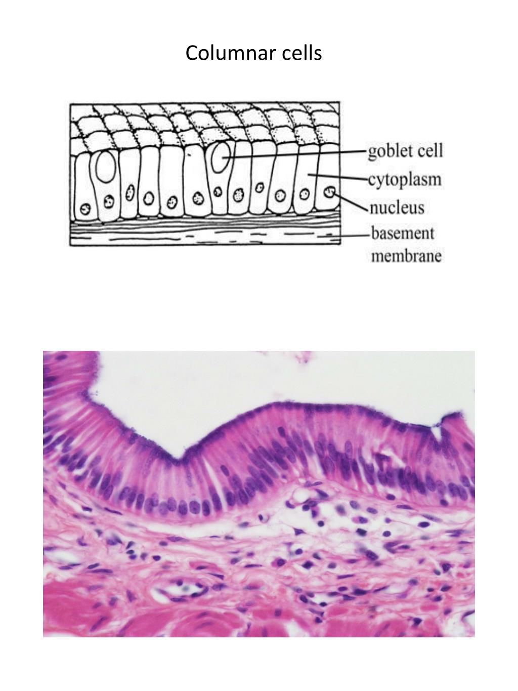 PPT - Tissue divided into four subtypes Epithelial tissue: covers and ...