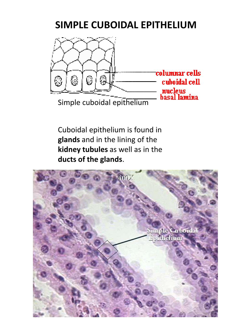 PPT - Tissue divided into four subtypes Epithelial tissue: covers and ...