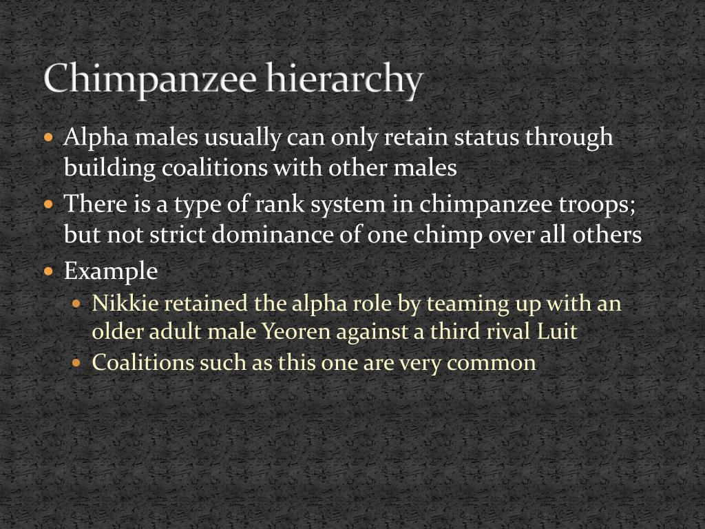 PPT - Primatology and Religion: Can chimps teach us anything about ...