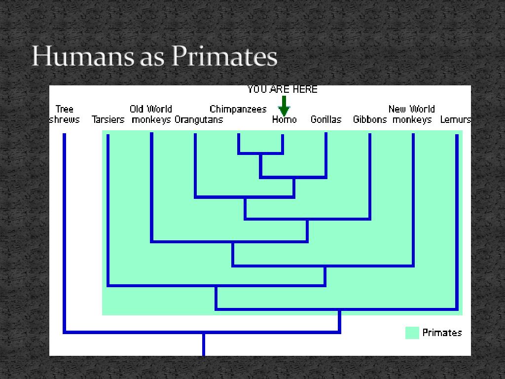 PPT - Primatology and Religion: Can chimps teach us anything about ...