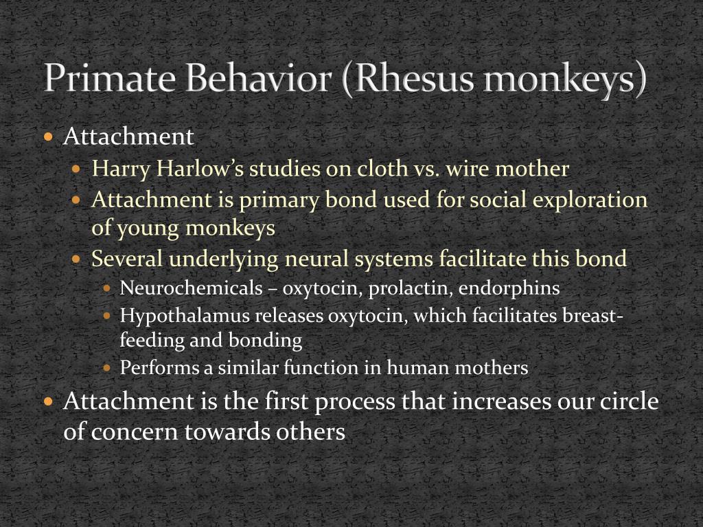 PPT - Primatology and Religion: Can chimps teach us anything about ...