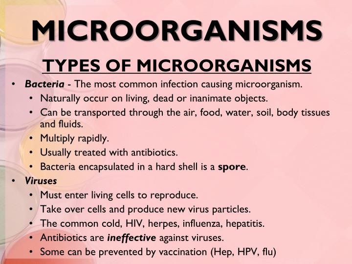 PPT - MICROORGANISMS PowerPoint Presentation - ID:2188967