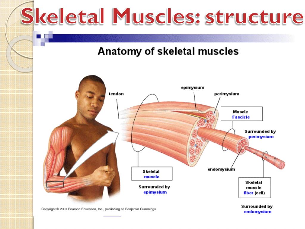 PPT Muscular System PowerPoint Presentation Free Download ID 2189080 PPT Muscular System PowerPoint Presentation Free Download ID 2189080
