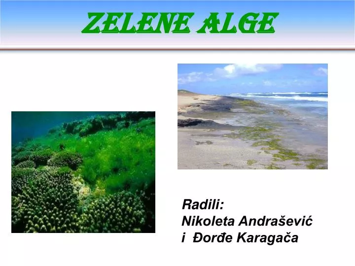 PPT - Zelene alge PowerPoint Presentation, free download - ID:2189370