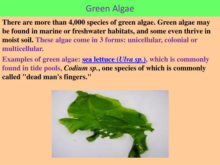 PPT - Types of Algae PowerPoint Presentation - ID:2189533