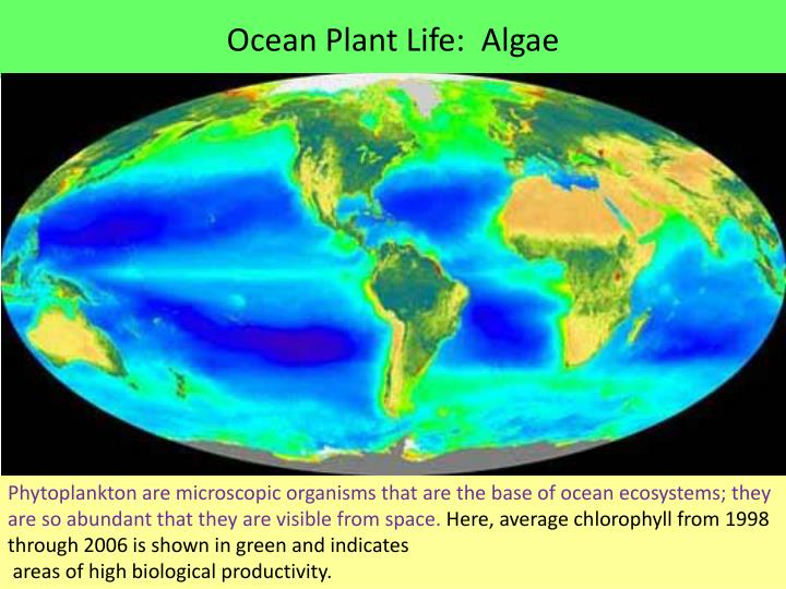 PPT - Types of Algae PowerPoint Presentation - ID:2189533