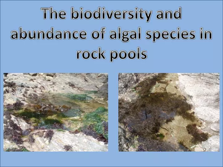 PPT - The biodiversity and abundance of algal species in rock pools ...