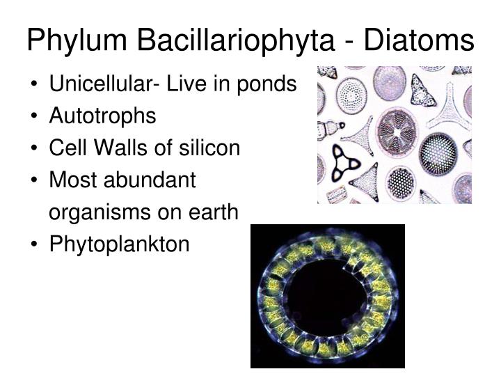 PPT - Kingdom Protista PowerPoint Presentation - ID:2189677