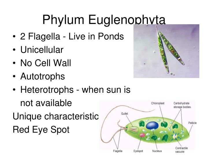 PPT - Kingdom Protista PowerPoint Presentation - ID:2189677
