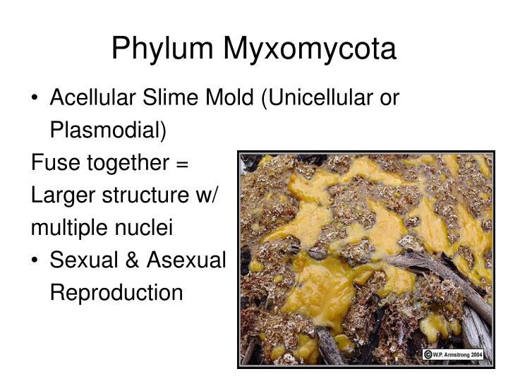 PPT - Kingdom Protista PowerPoint Presentation - ID:2189677