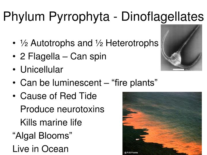 PPT - Kingdom Protista PowerPoint Presentation - ID:2189677