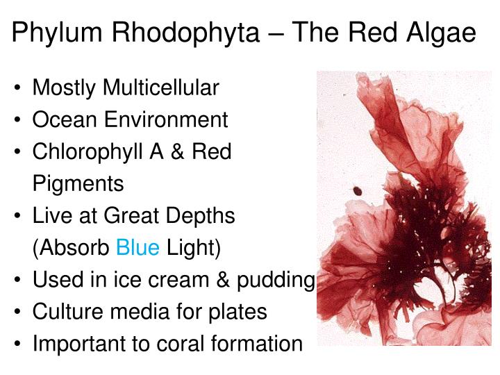 PPT - Kingdom Protista PowerPoint Presentation - ID:2189677