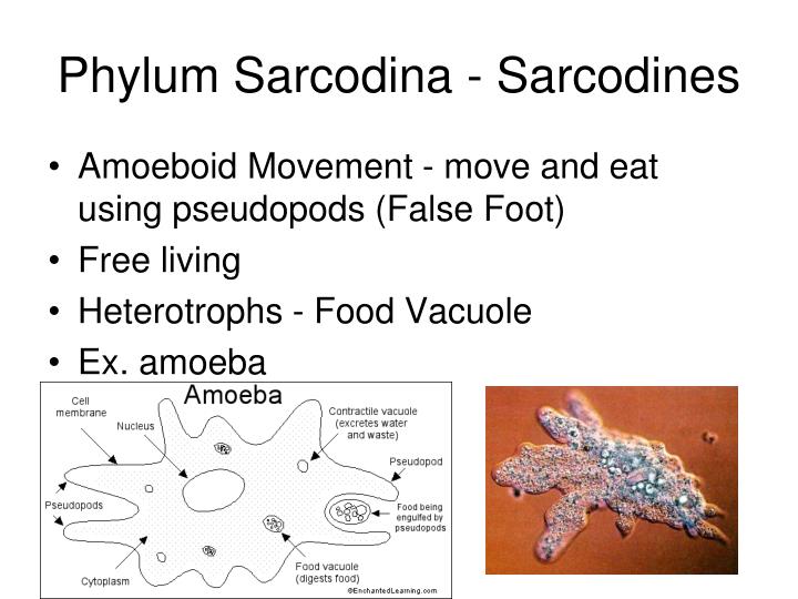 PPT - Kingdom Protista PowerPoint Presentation - ID:2189677