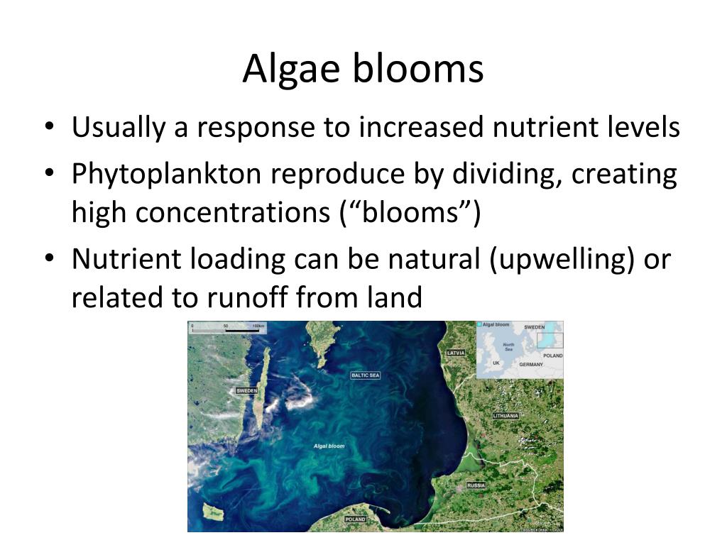 PPT - Ocean plants PowerPoint Presentation, free download - ID:2189711