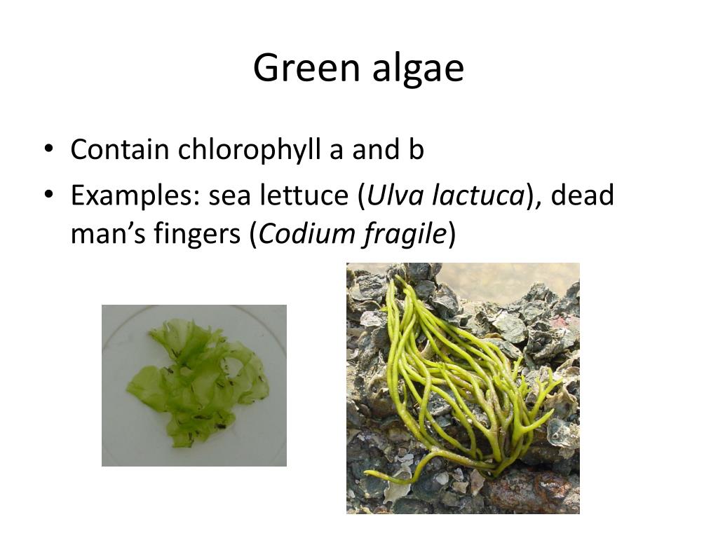 PPT - Ocean plants PowerPoint Presentation, free download - ID:2189711