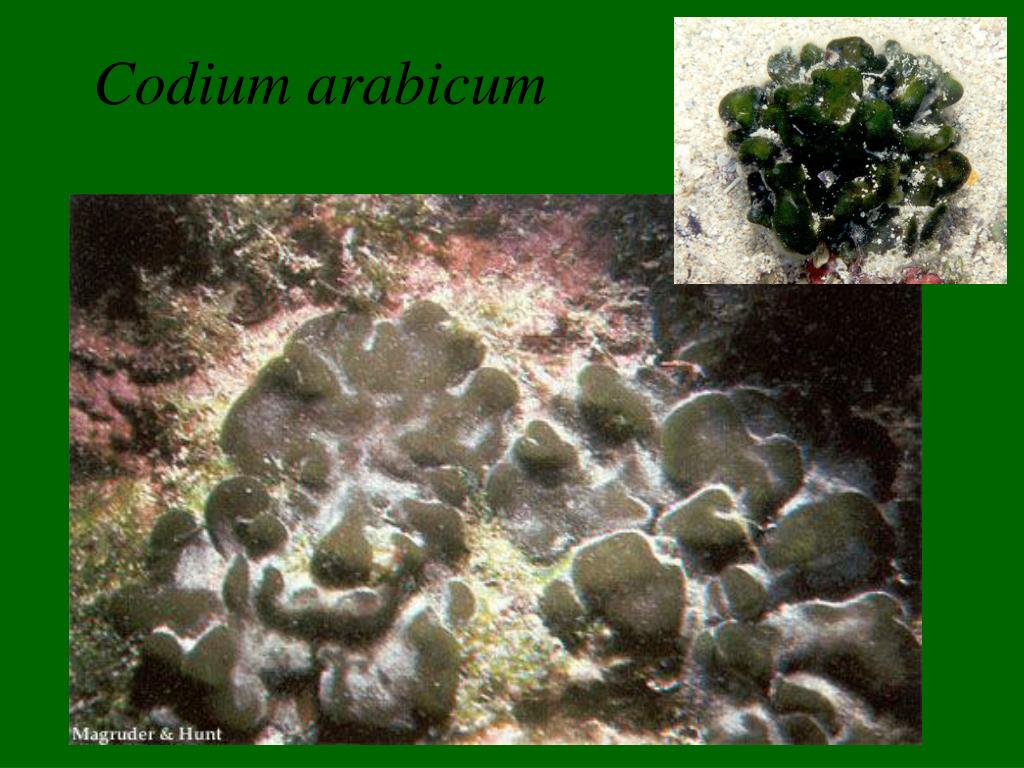 PPT - Jennifer E. Smith Ph.D. Dept. of Botany University of Hawaii ...
