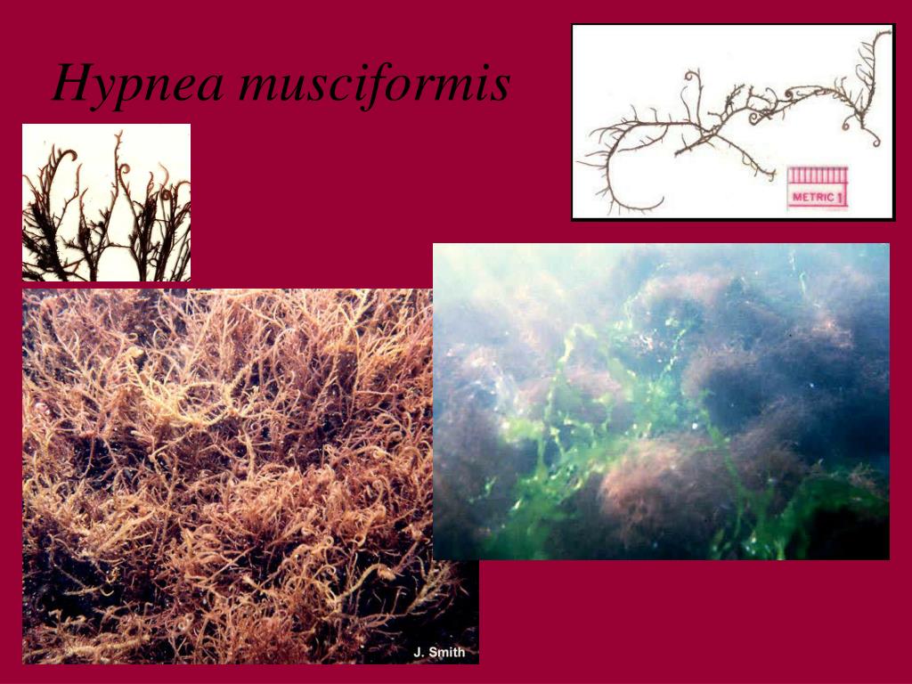 PPT - Jennifer E. Smith Ph.D. Dept. of Botany University of Hawaii ...