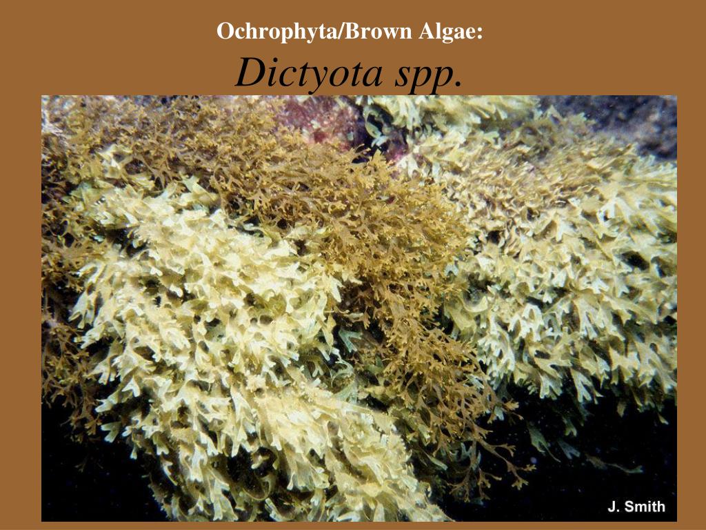 PPT - Jennifer E. Smith Ph.D. Dept. of Botany University of Hawaii ...
