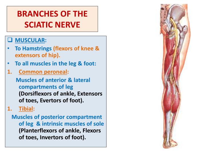 PPT - SACRAL PLEXUS FEMORAL & SCIATIC NERVES PowerPoint Presentation ...