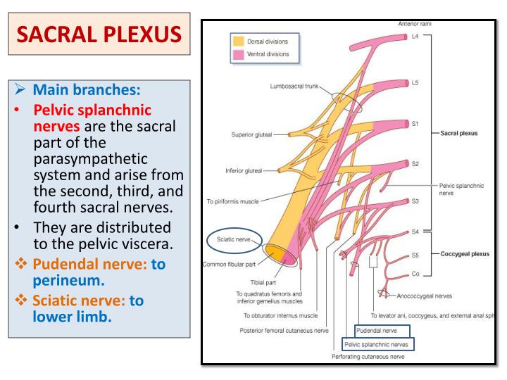 PPT - SACRAL PLEXUS FEMORAL & SCIATIC NERVES PowerPoint Presentation - ID:2189970