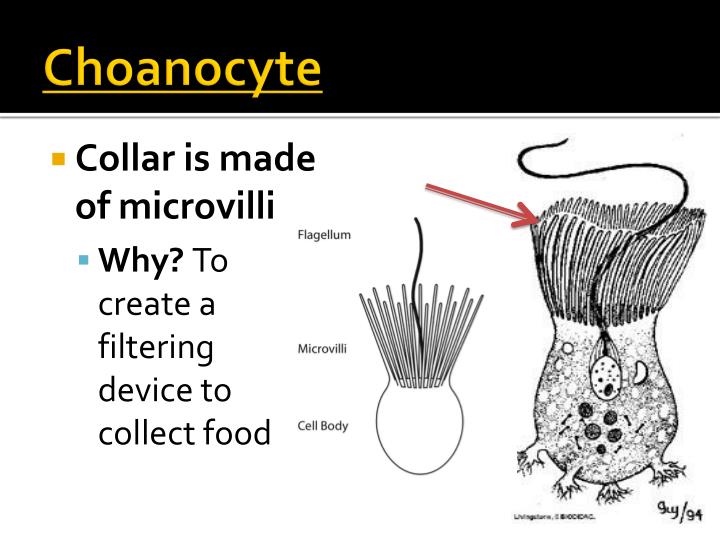 PPT - Sponges and Cnidarians PowerPoint Presentation - ID:2190152