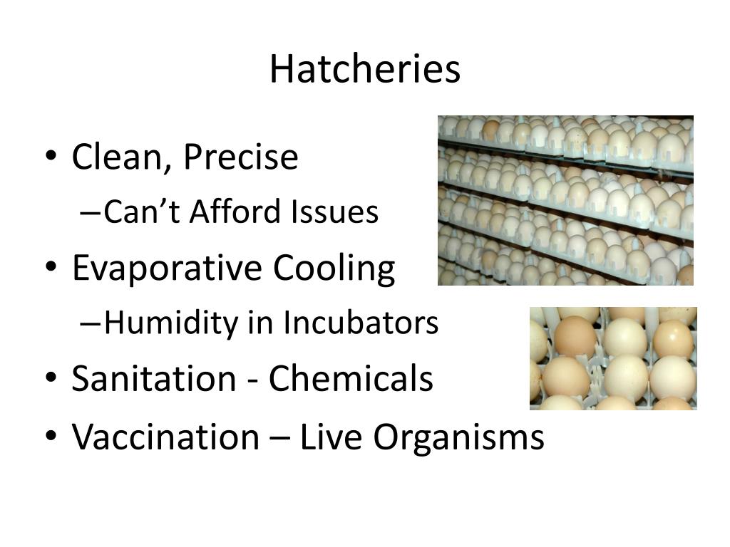 PPT - Local Alabama Aquifer Water Quality Effects on Broiler Production ...