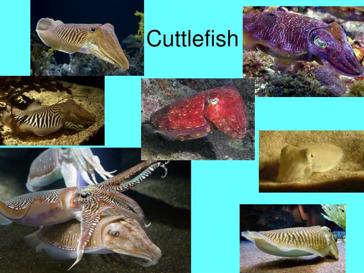 PPT - Phylum Mollusca PowerPoint Presentation - ID:2190209