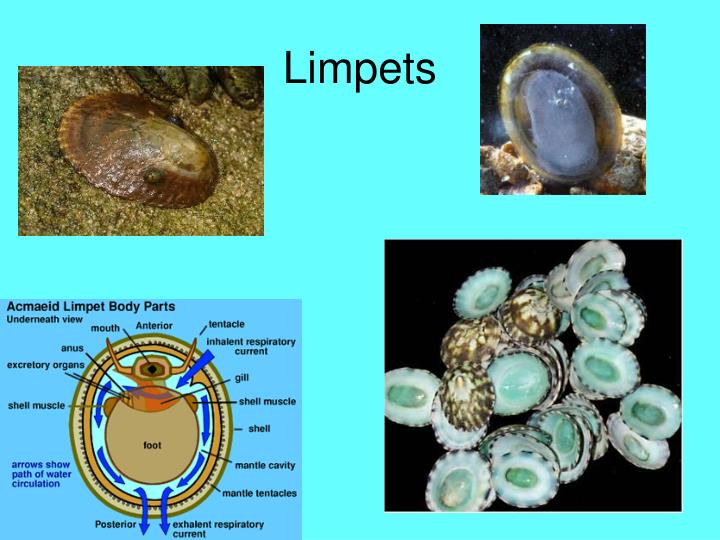 PPT - Phylum Mollusca PowerPoint Presentation - ID:2190209