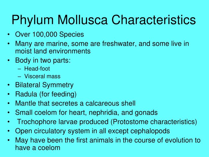 PPT - Phylum Mollusca PowerPoint Presentation - ID:2190209