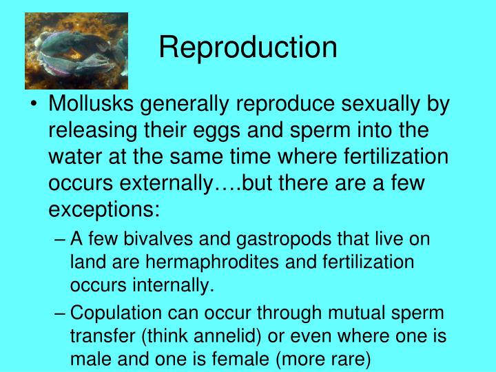 PPT - Phylum Mollusca PowerPoint Presentation - ID:2190209