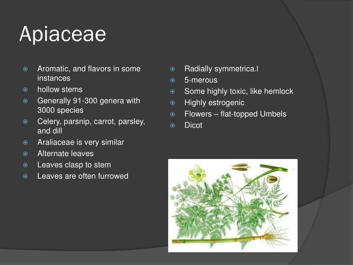 PPT - Apiaceae or UmbelliferAe Aka: “The Carrot Family” PowerPoint Presentation - ID:2190263