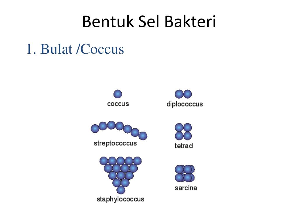 PPT - Kuliah 9 PERTUMBUHAN & PEMBELAHAN SEL PowerPoint Presentation ...