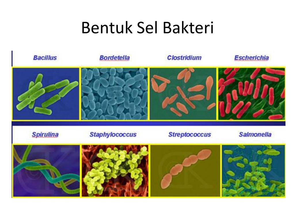 PPT - Kuliah 9 PERTUMBUHAN & PEMBELAHAN SEL PowerPoint Presentation ...