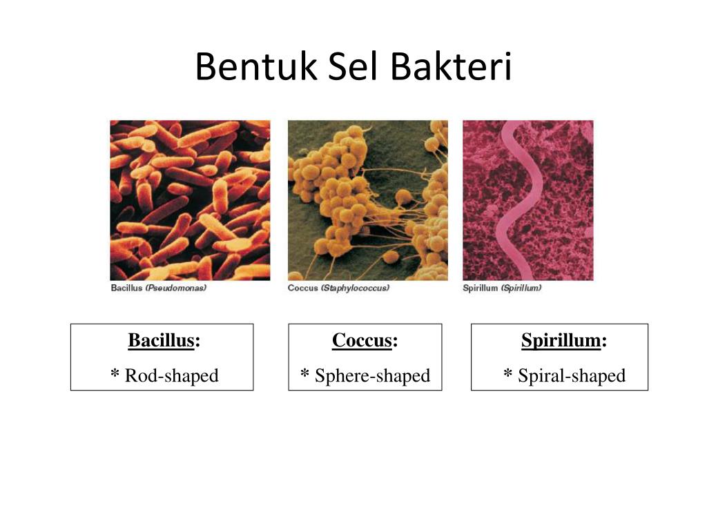 PPT - Kuliah 9 PERTUMBUHAN & PEMBELAHAN SEL PowerPoint Presentation ...
