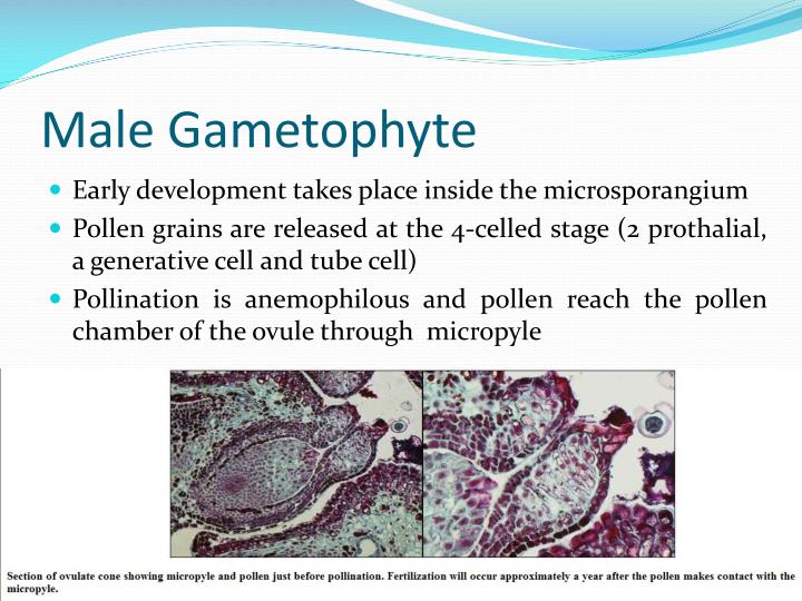PPT - Pinus Structure, Reproduction & Life-Cycle PowerPoint ...