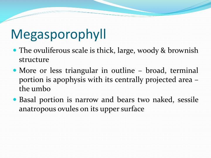 PPT - Pinus Structure, Reproduction & Life-Cycle PowerPoint ...