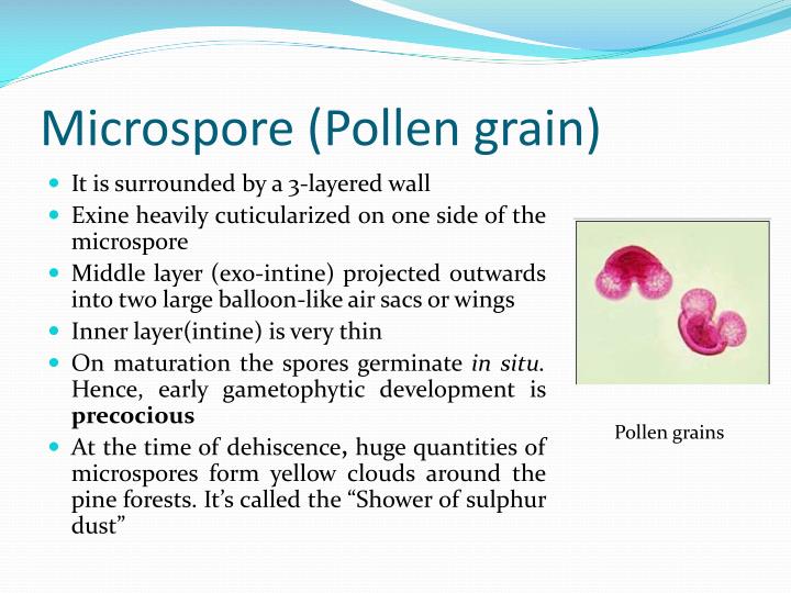 PPT - Pinus Structure, Reproduction & Life-Cycle PowerPoint ...