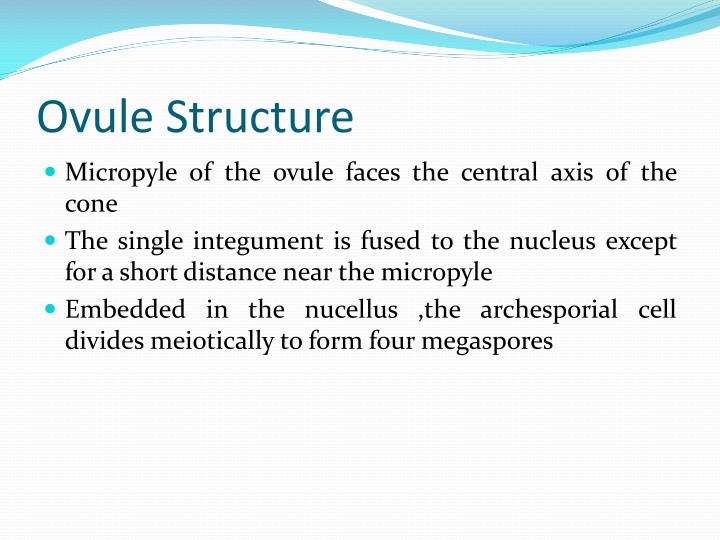 PPT - Pinus Structure, Reproduction & Life-Cycle PowerPoint ...