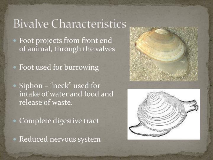 PPT - Phylum Mollusca Ch 12 – Molluscan Success PowerPoint Presentation ...